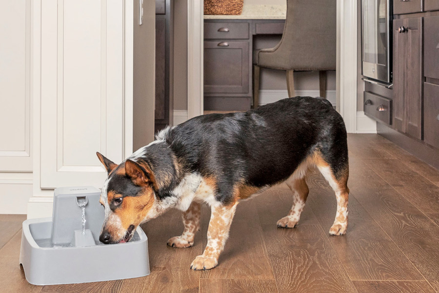Best Water Dispenser for Dogs: Top Picks for Every Budget and Size ...
